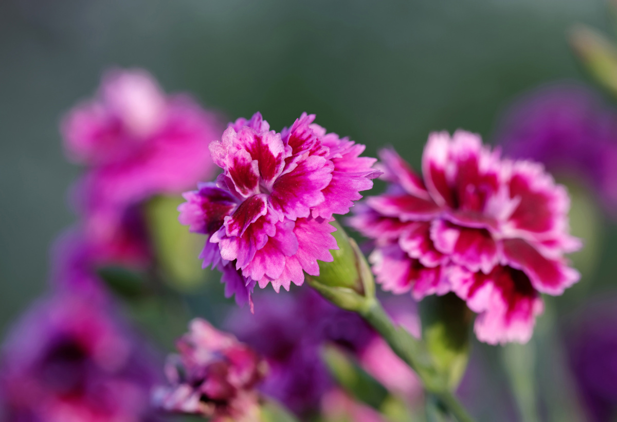 Er nellik en giftig plante? Giftinformasjonen - Helsenorge