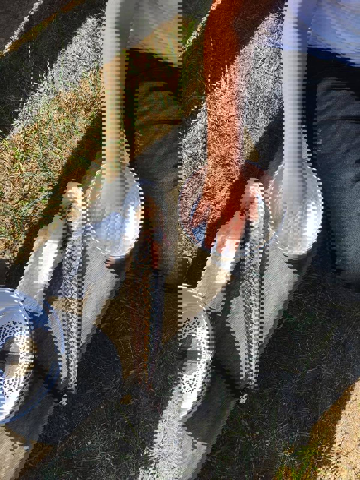 Fjesing er en giftig fisk - Giftinformasjonen - Helsenorge