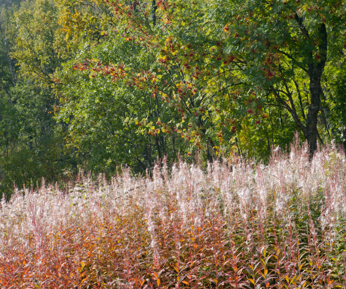 Geitrams er ufarleg - Giftinformasjonen - Helsenorge