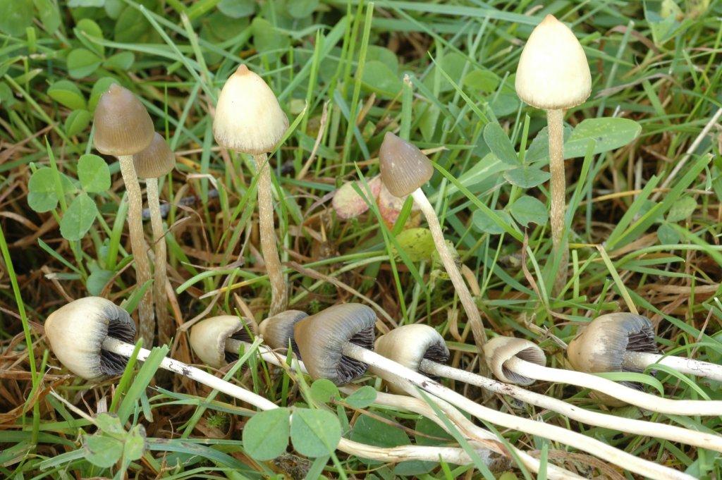 Er spiss fleinsopp giftig? Giftinformasjonen - Helsenorge