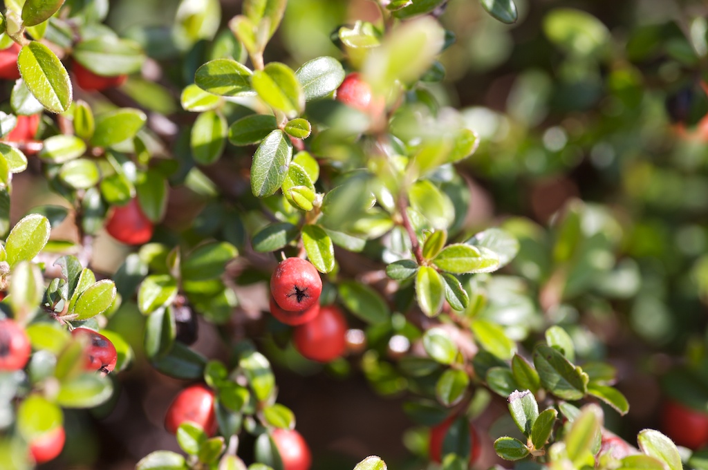 Er mispel-planter giftig? Giftinformasjonen - Helsenorge