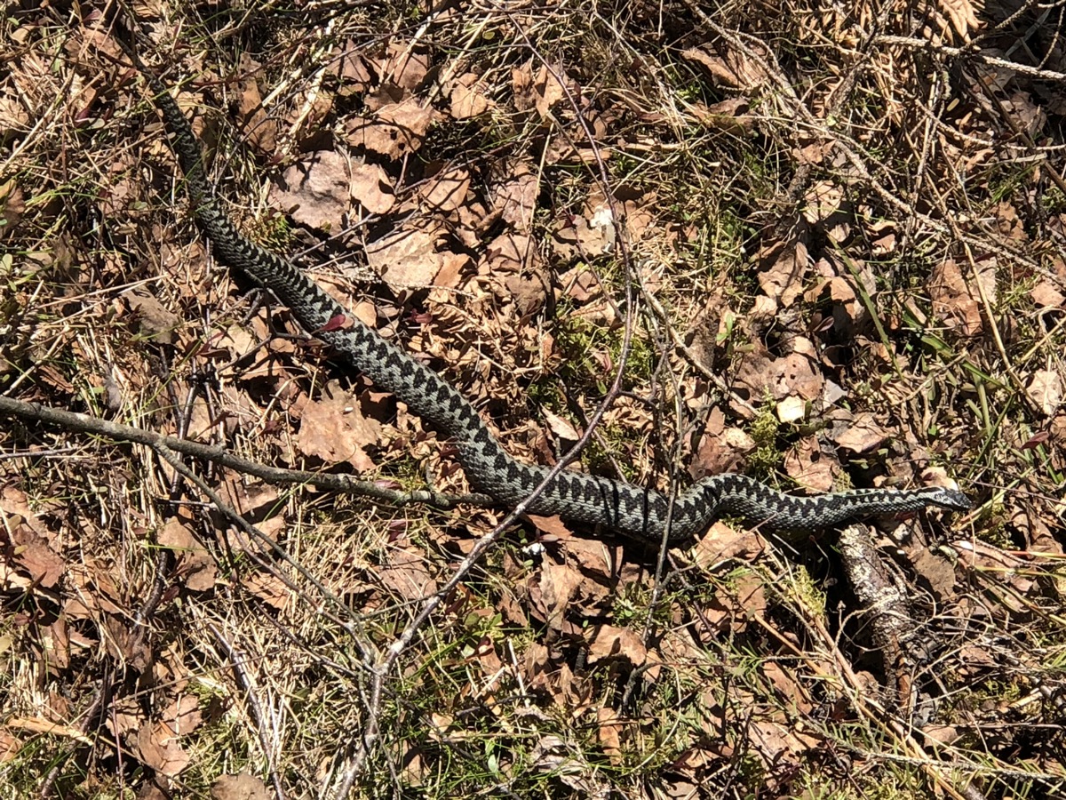 Poisoning after European adder bites - Poisons Information Centre ...