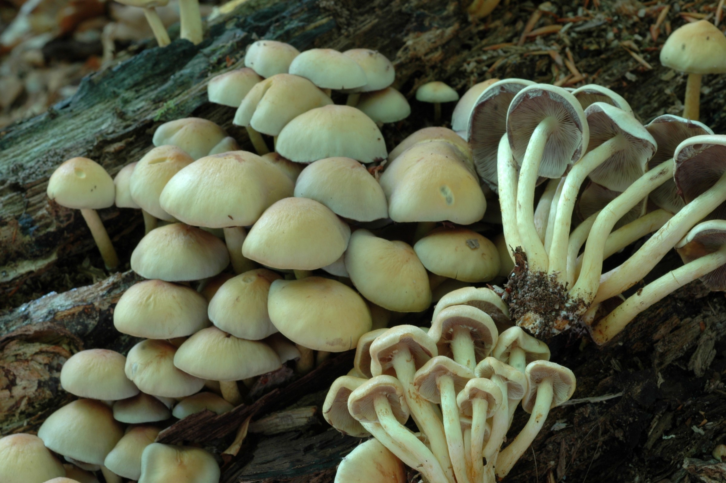 Er besk svovelsopp giftig? Giftinformasjonen - Helsenorge