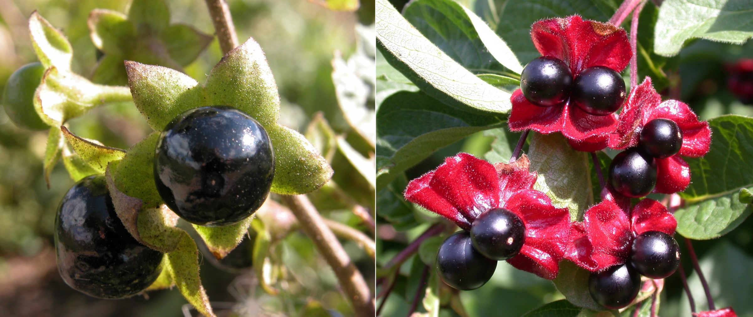 How to distinguish deadly nightshade (belladonna) from twinberry ...