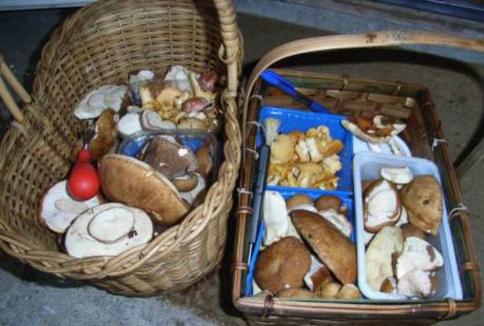 Unngå soppforgiftning! Giftinformasjonen gir deg tips og råd - Helsenorge