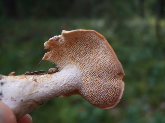 Hvordan utelukke de giftigste soppene i Norge - Giftinformasjonen gir ...