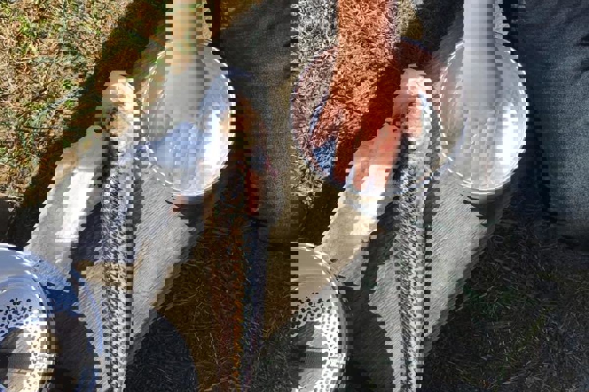 Fjesing er en giftig fisk - Giftinformasjonen - Helsenorge