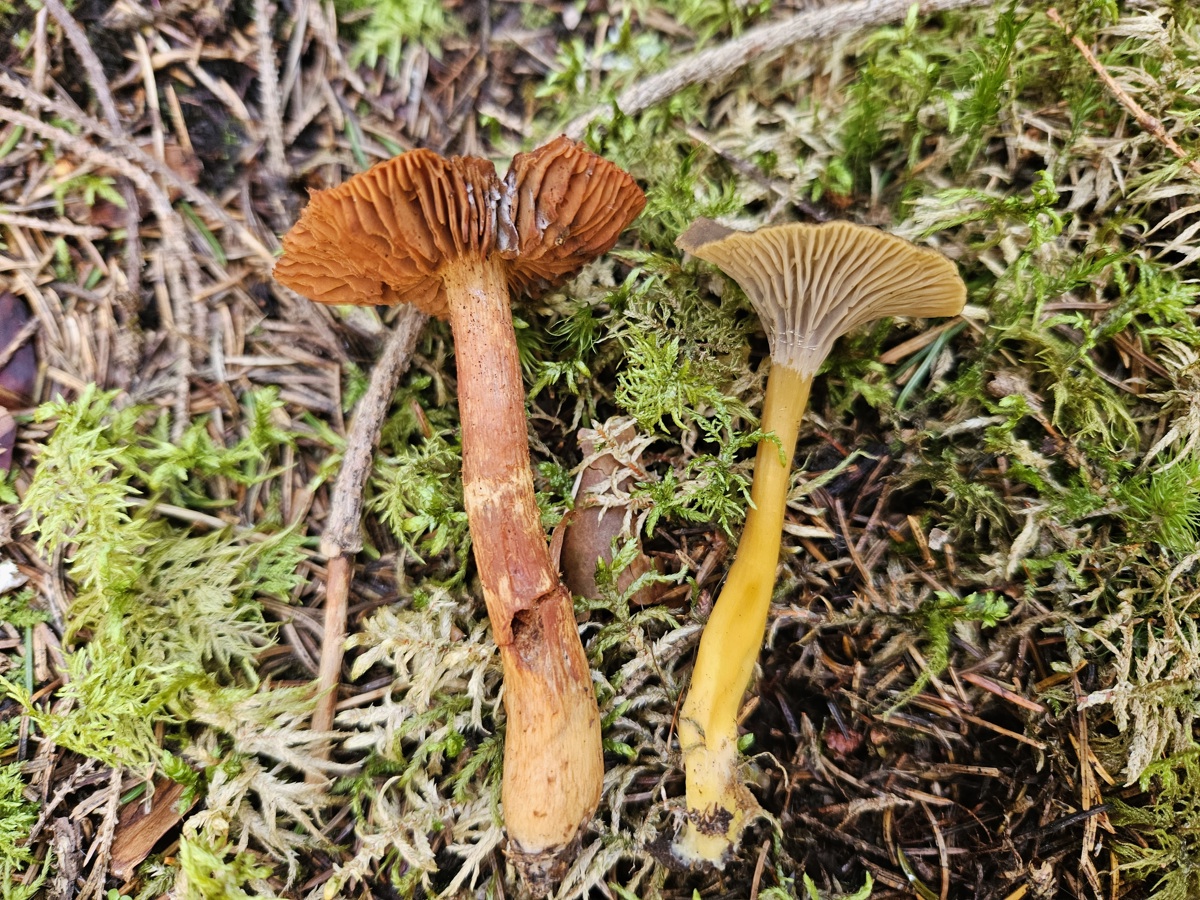 Traktkantarell og spiss giftslørsopp - Giftinformasjonen - Helsenorge
