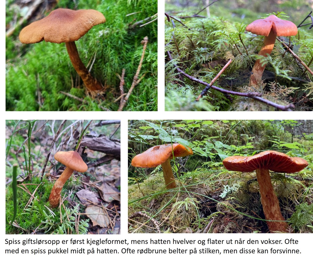 Traktkantarell og spiss giftslørsopp - Giftinformasjonen - Helsenorge