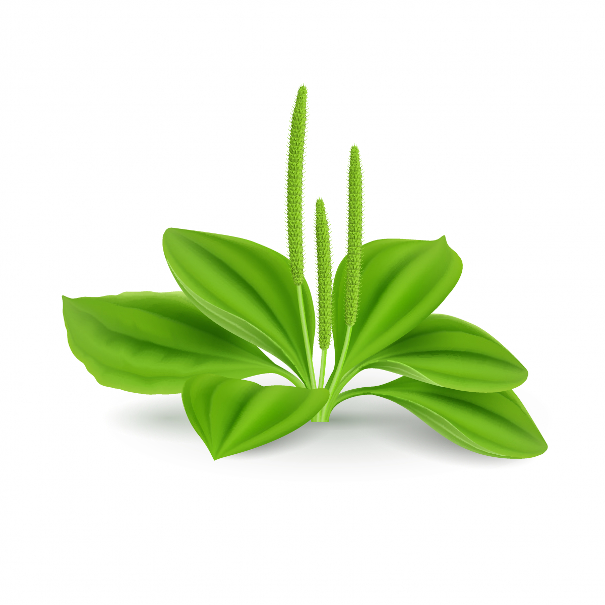 Groblad - helsenorge.no