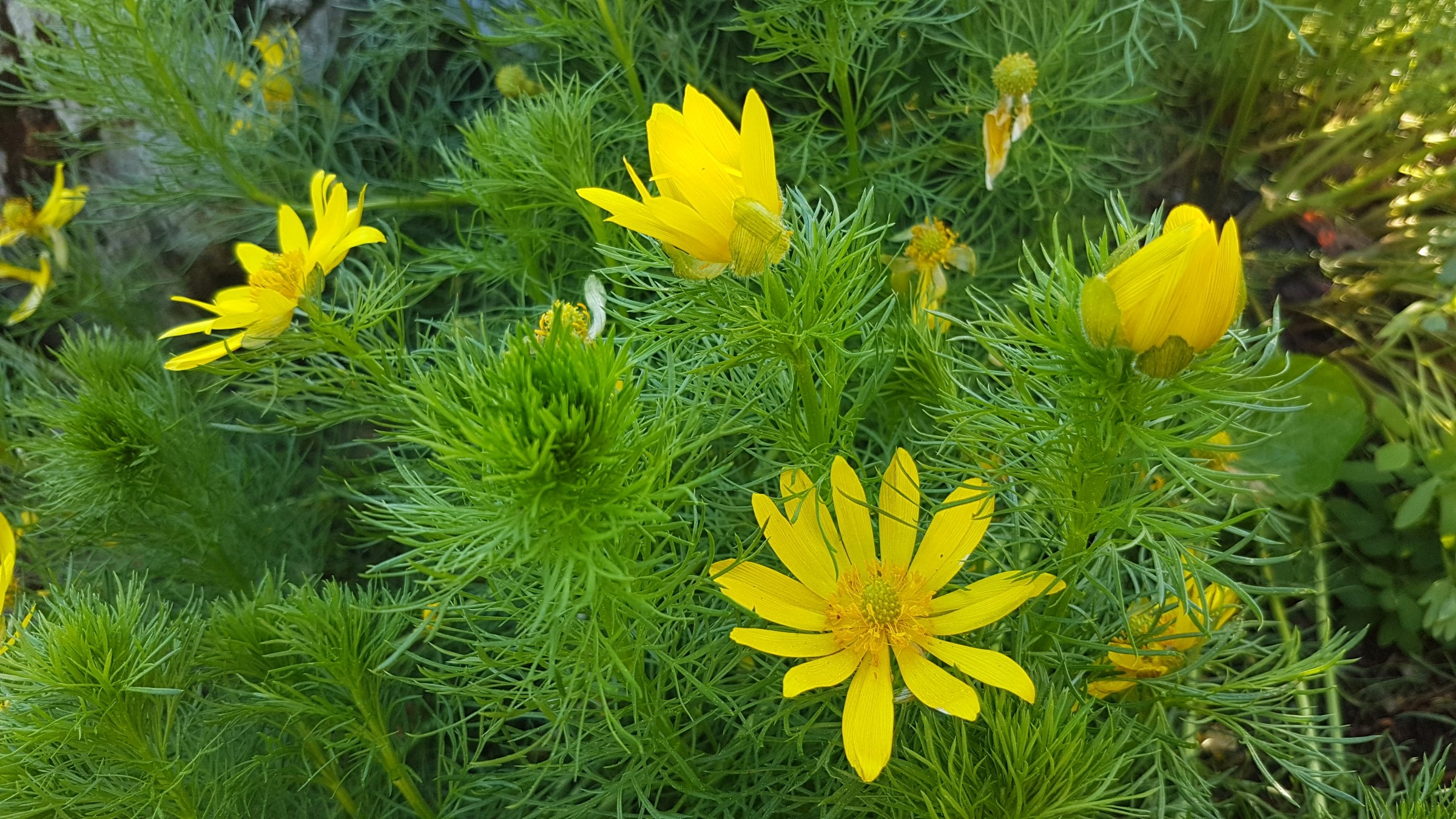 Adonis er en giftig plante - helsenorge.no