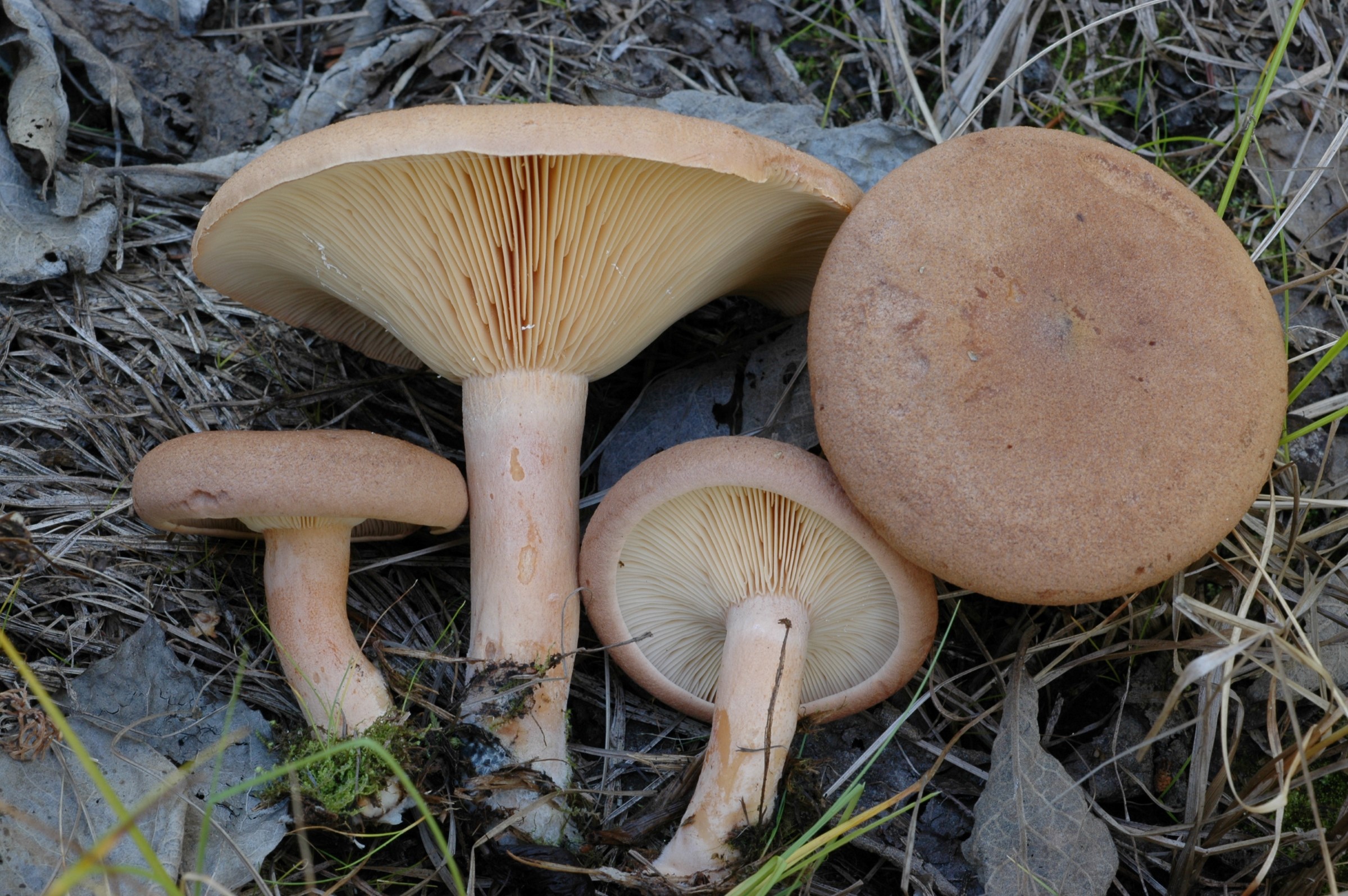 Lakrisriske er en giftig sopp - helsenorge.no