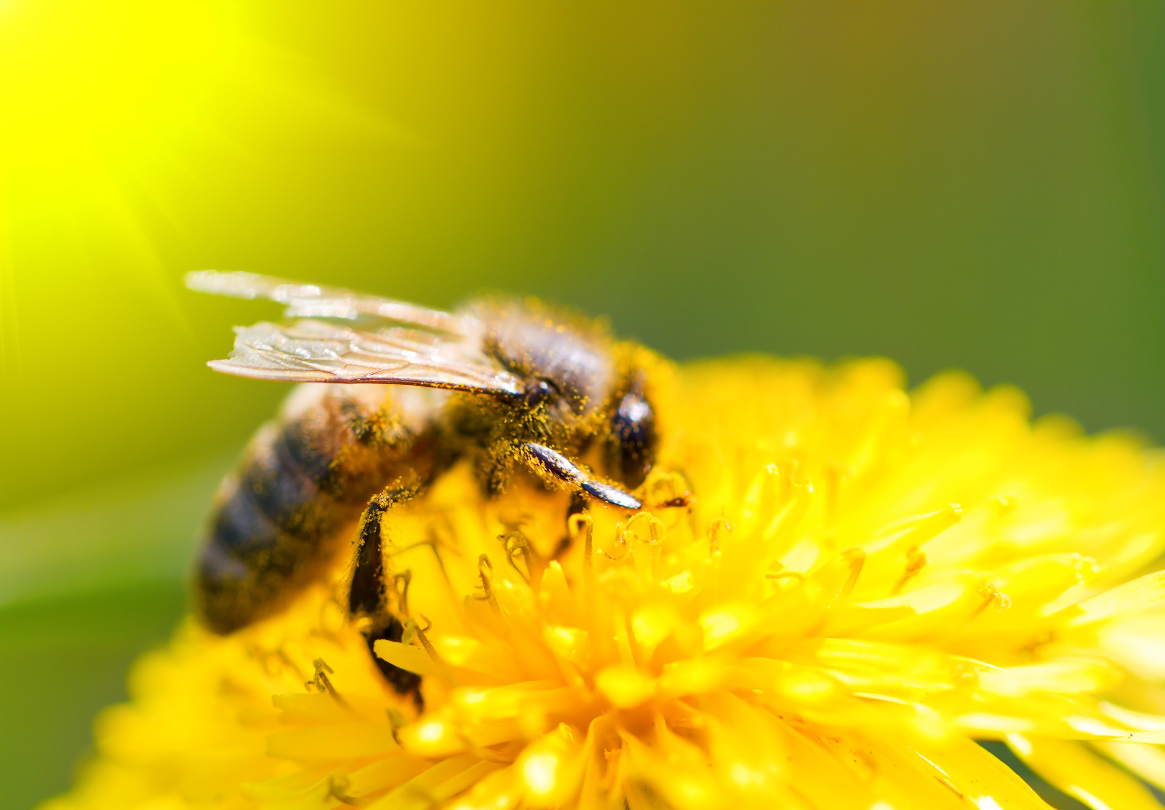 Vepsestikk, biestikk og humlestikk - helsenorge.no